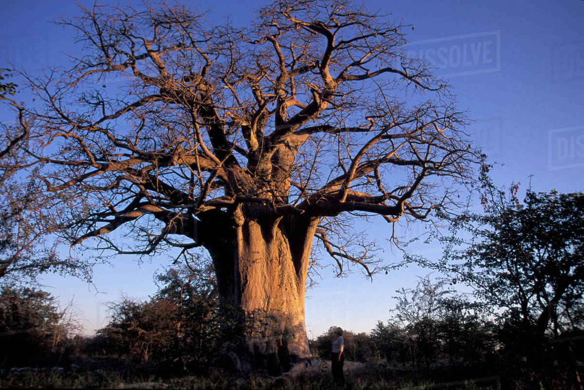 Africa, Botswana, near Gweta Baobab tree (Adansonia digitata) in ...