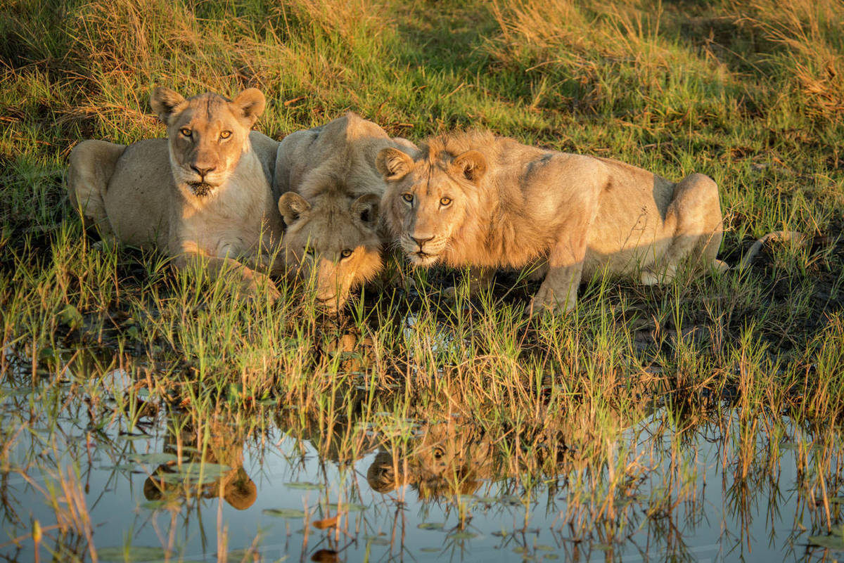 Three lions drinking from pond - Royalty-free Stock Photo | Dissolve