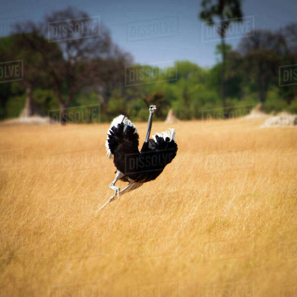 Male Ostrich running in grass, leaning to right - Stock Photo - Dissolve