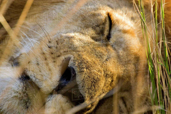 A male lion napping in the late afternoonon the brush of the Maasai ...