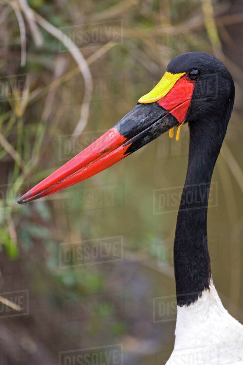 A Saddle-backed Stork standing in still water in the Maasai Mara ...