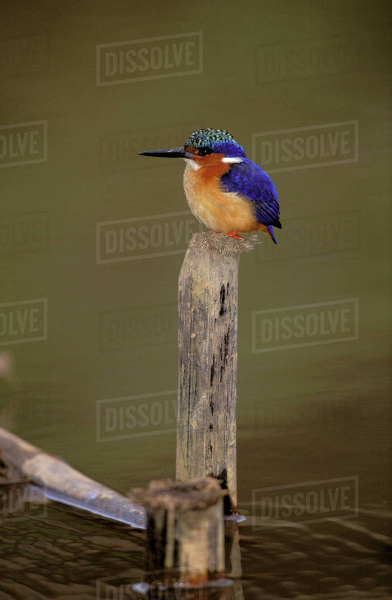 Africa, Madagascar, La Madraka. Malagasy Kingfisher (Corythornis ...