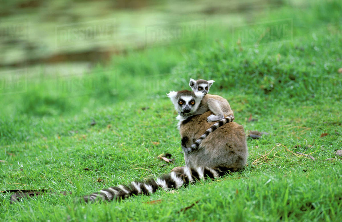 Africa, Madagascar, Antananarivo, Tsimbazaza zoo. Ring-tailed lemur and ...