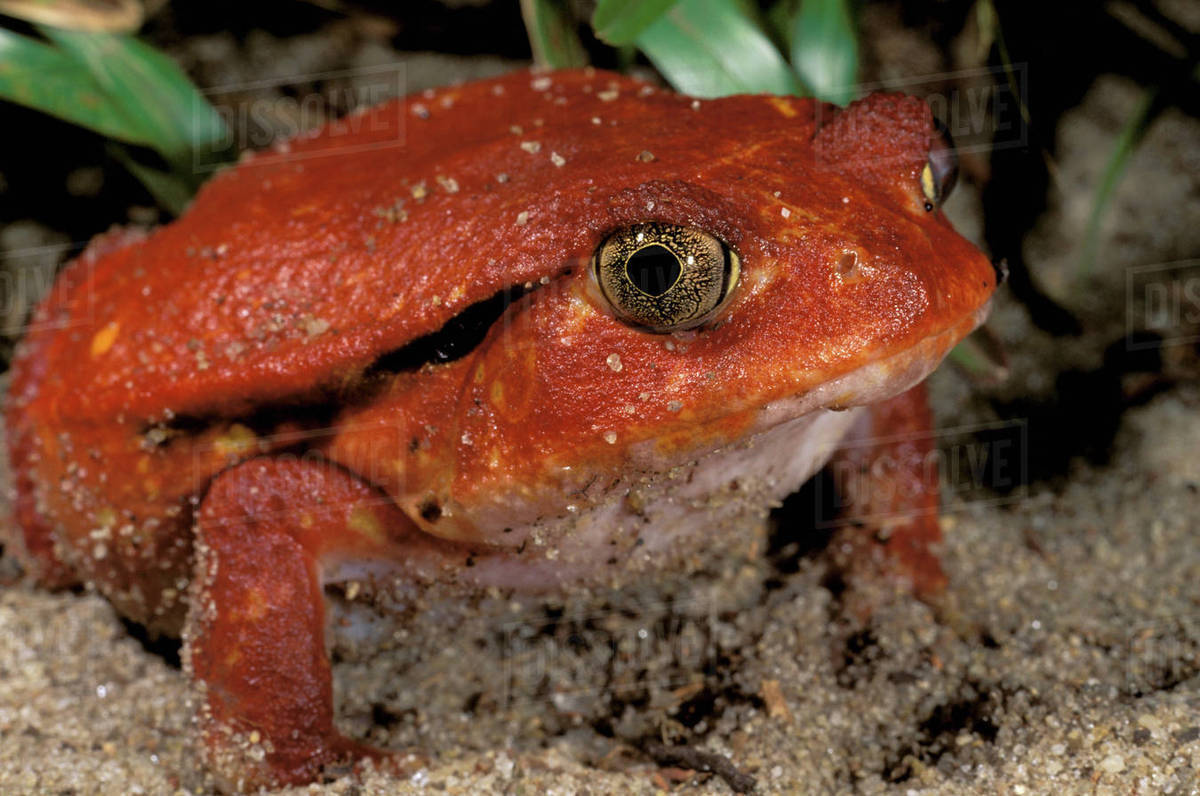 Africa, Madagascar. Tomato frog (Dyscophus antongili) - Royalty-free ...