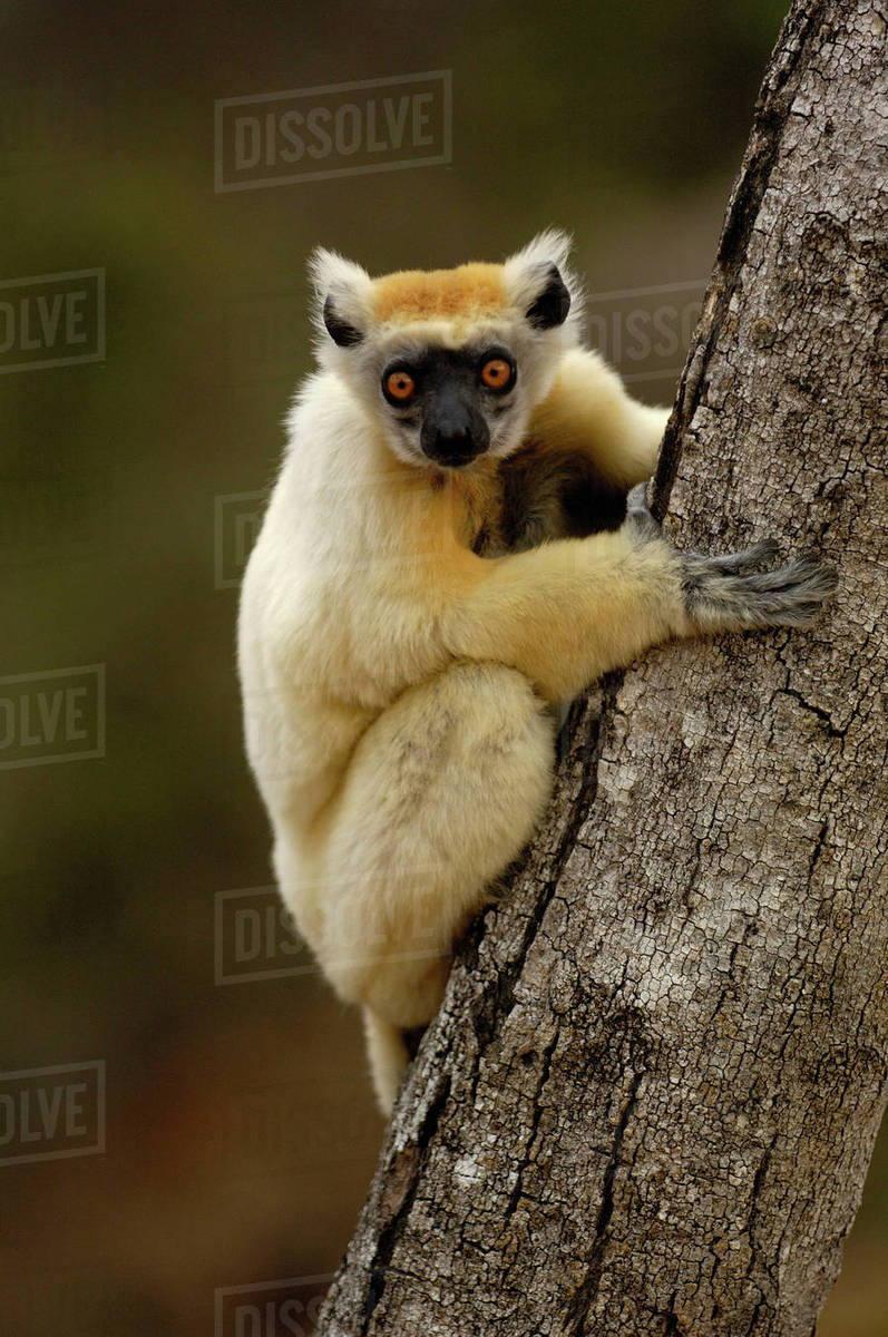 Golden-crowned sifaka or Tattersall's sifaka (Propithecus tattersalli ...