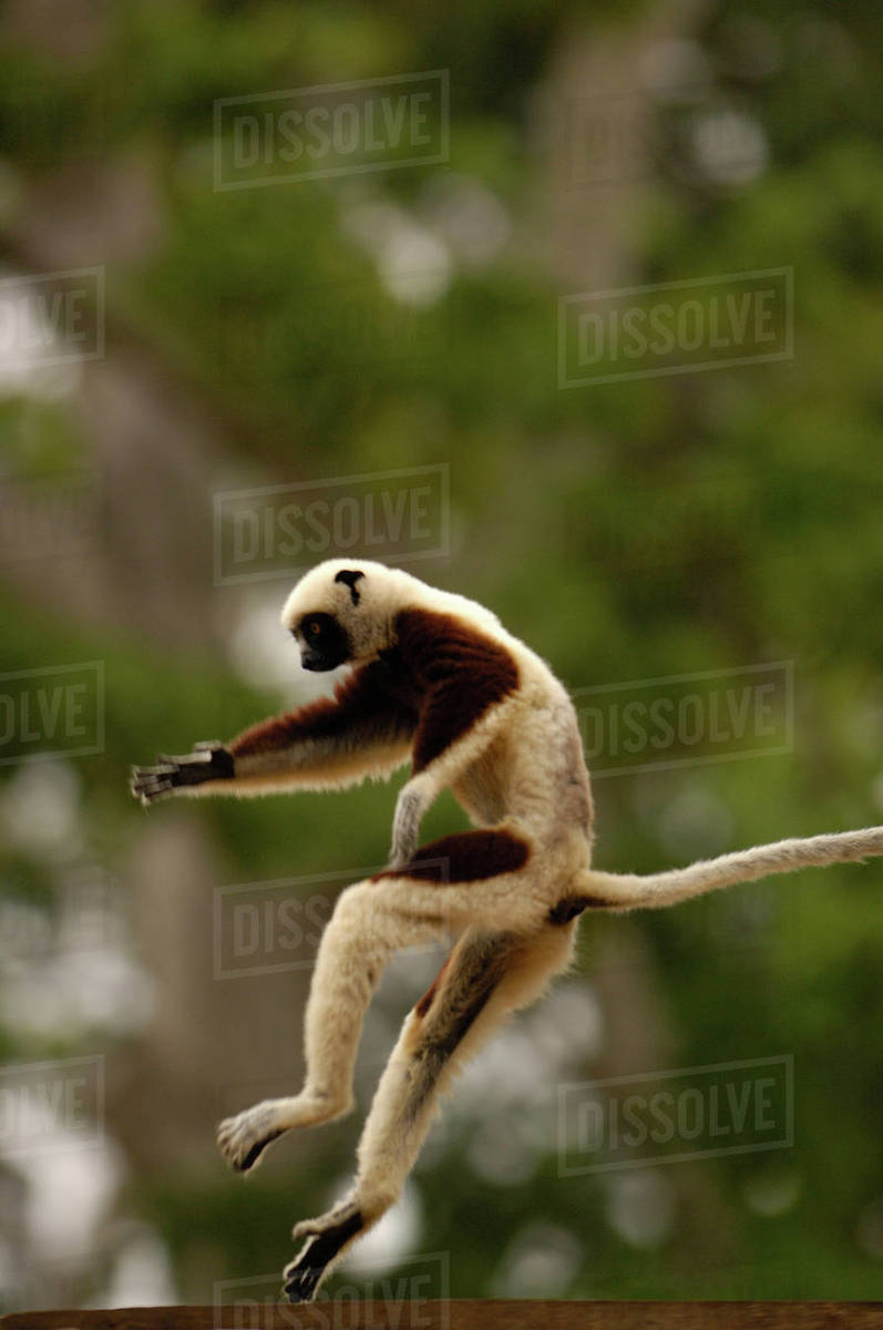 Coquerel's sifaka (Propithecus coquereli) jumping across the ground ...