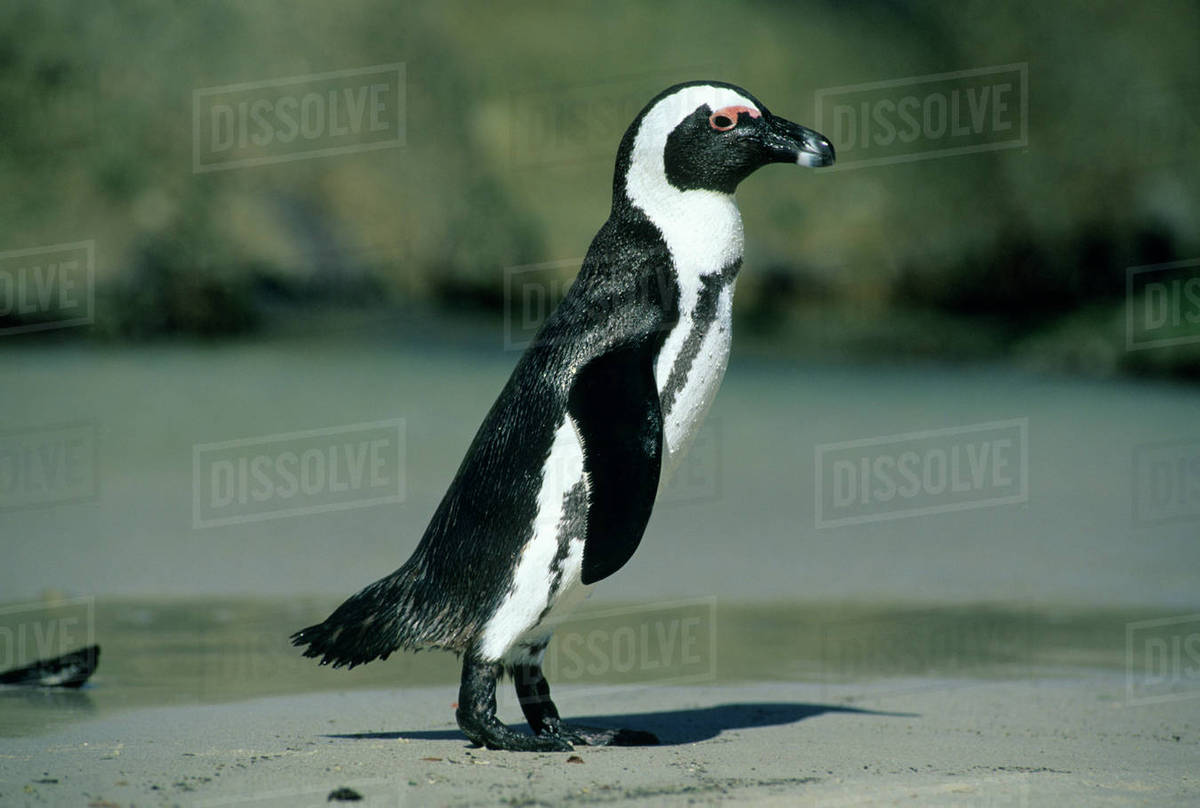 African Penguin, (Spheniscus demersus), coming ashore, Cape Peninsula ...