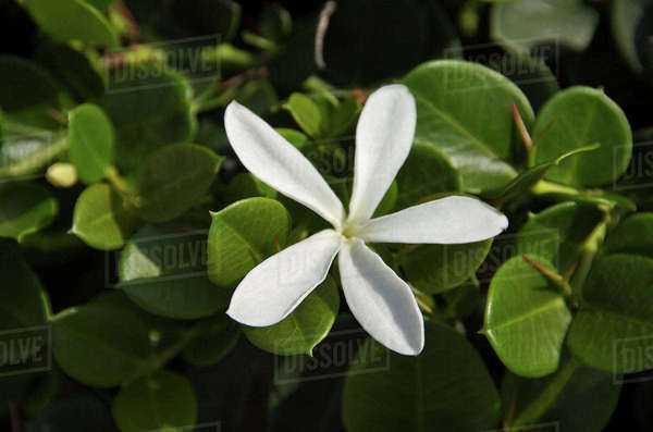 Africa, South Africa, KwaZulu Natal, Durban, Umhlanga Rocks, Num Num ...