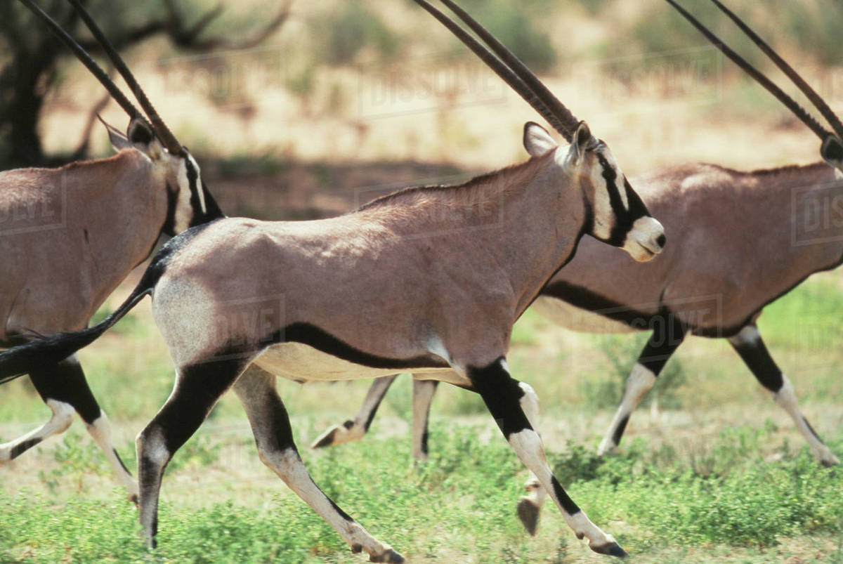 South Africa, Kalahari Gemsbok National Park, (Kgalagadi Transfrontier ...