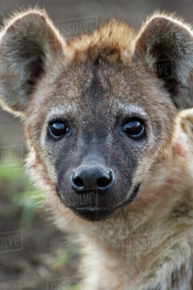Africa, Tanzania, Young spotted hyena (crocuta crocuta) portrait ...