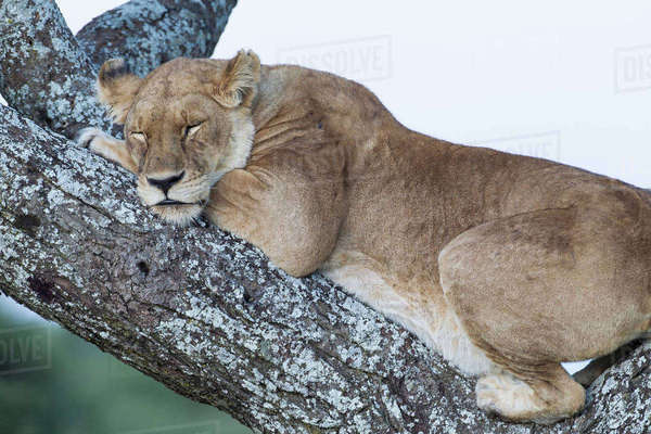 Close-up view of female lion sleeping in acacia tree in jungle ...
