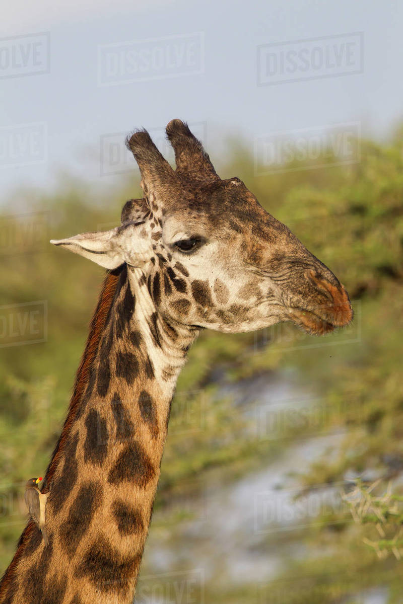 Bull Masai giraffe head and neck shot Close-up, with Ox pecker bird on ...
