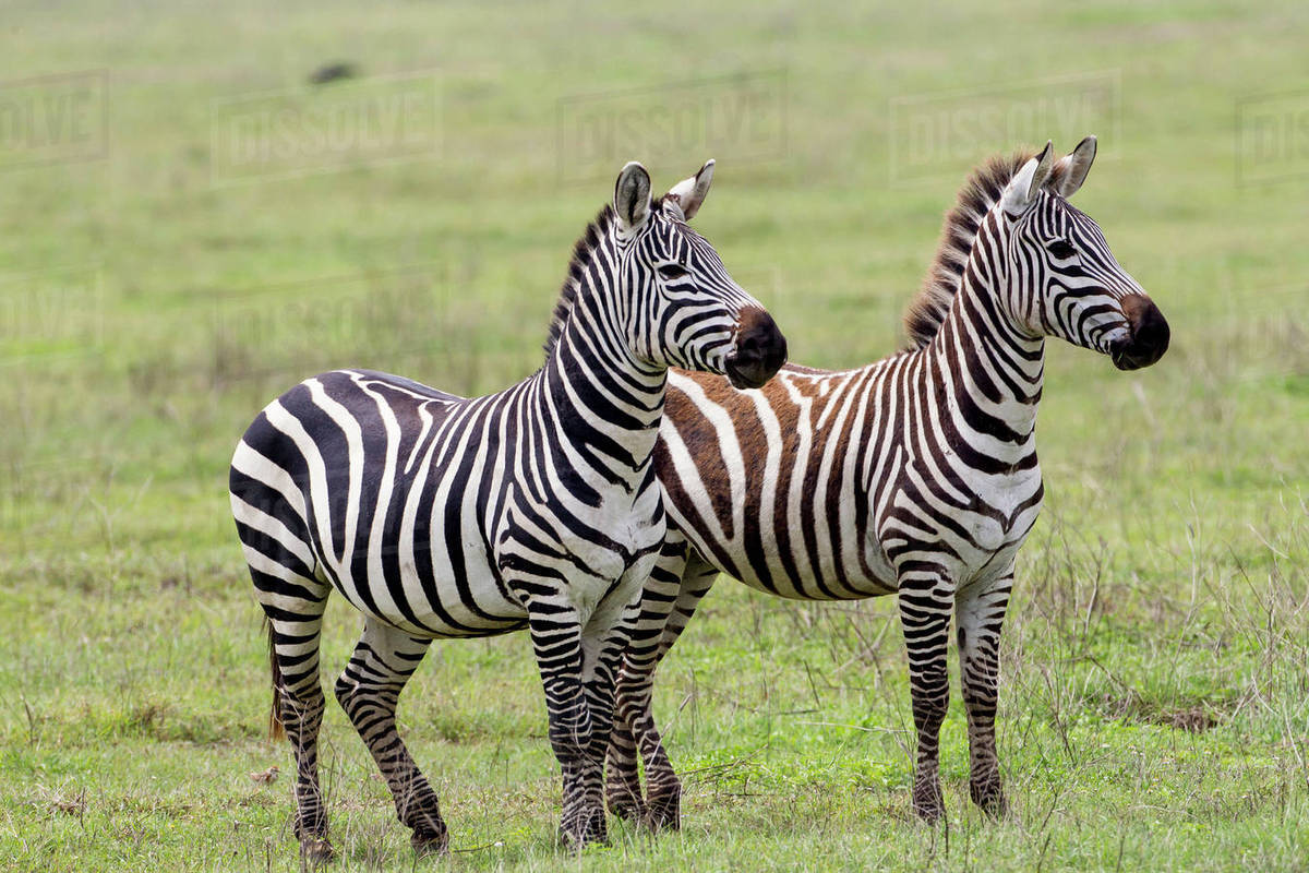 Two zebras stand side by side, alert, one fully adult and the second nearly adult, its colors ...