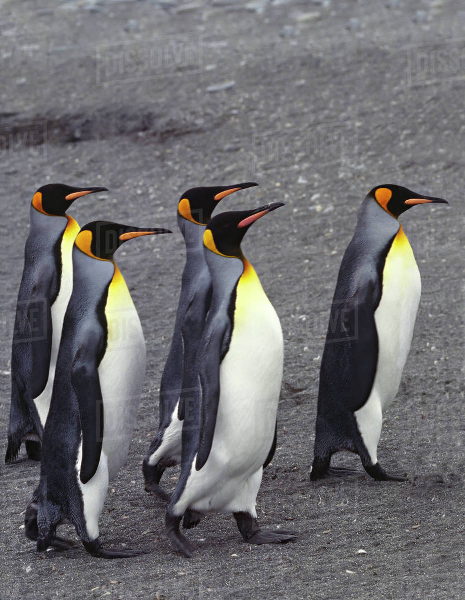 Southern Ocean, South Georgia Island. Five King Penguins (Aptenodytes ...