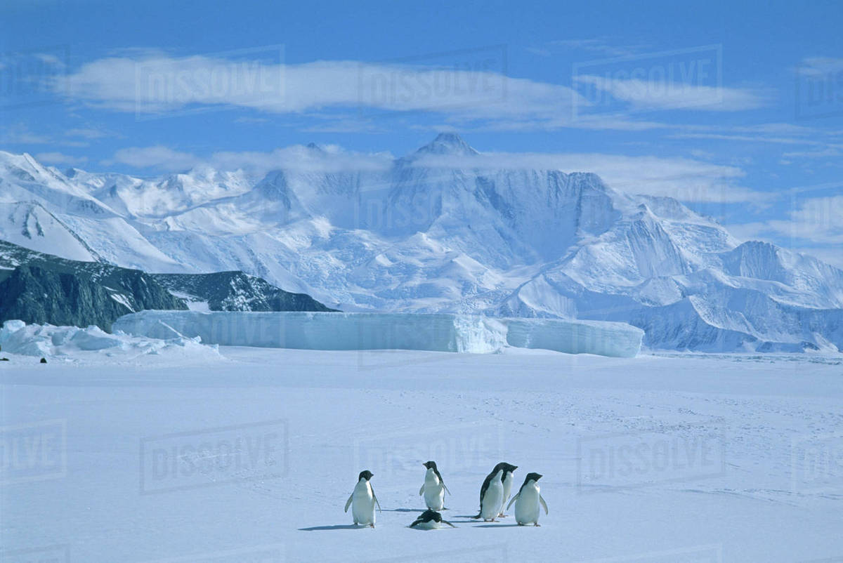 Adelie Penguins, (Pygoscelis adeliae), Antarctica, Cape Hallett ...