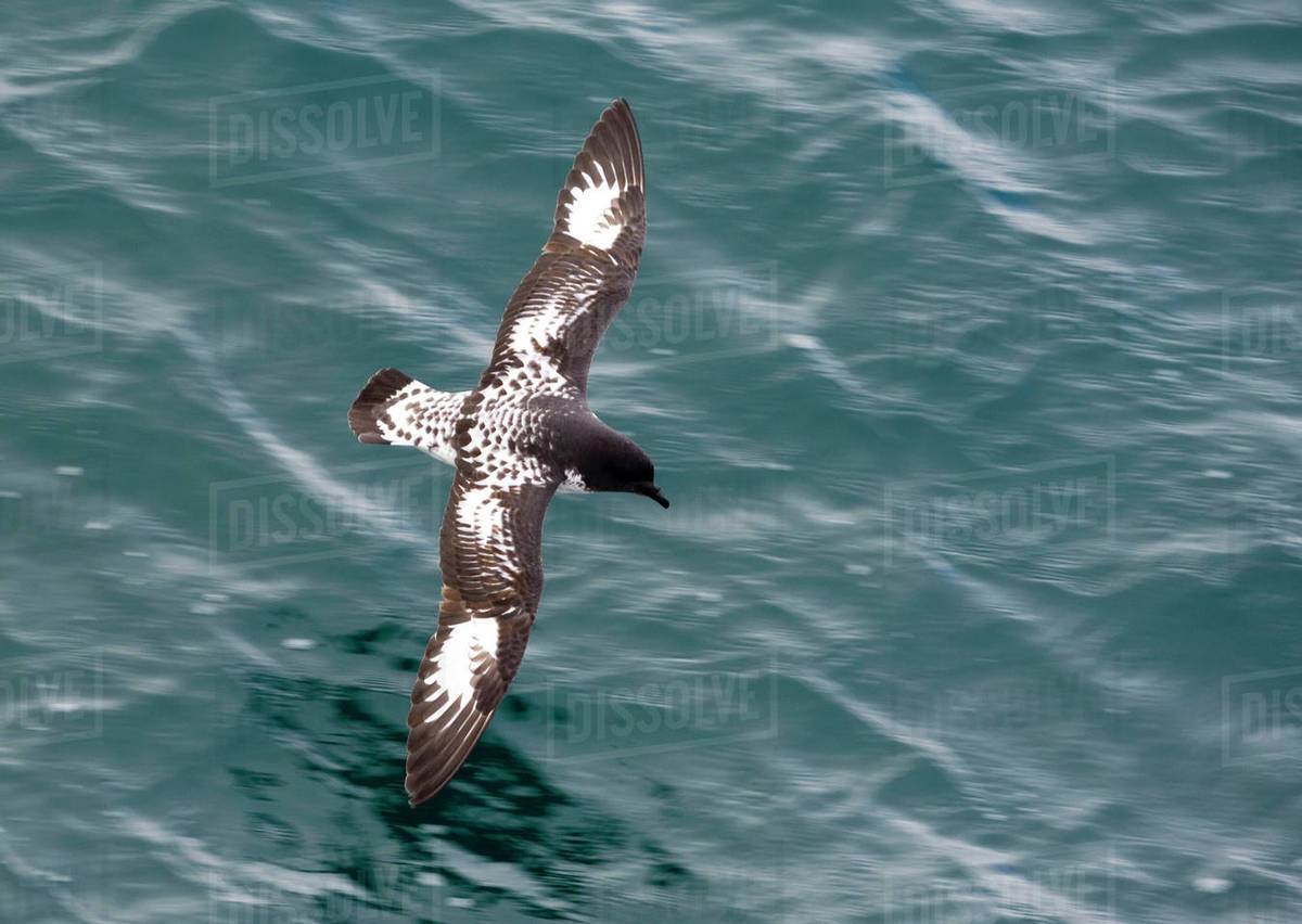 Cape Petrel Antarctica - Royalty-free Stock Photo | Dissolve