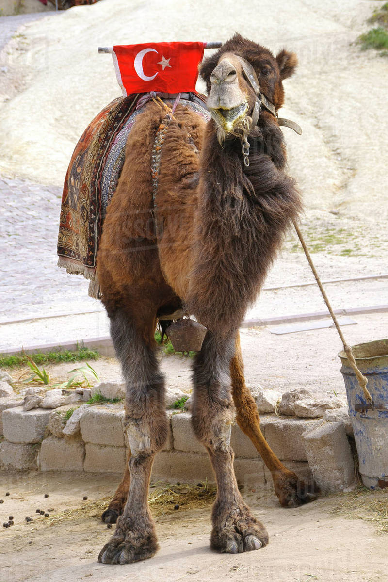 Cappadocia, Turkey. Dromedary camel (Camelus dromedarius) with Turkish ...