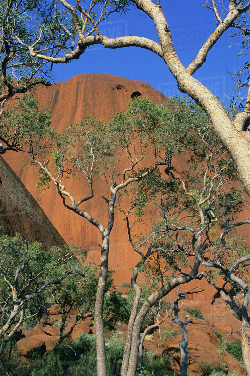 Australia, Uluru, Ayers Rock, sandstone massif, Desert Bloodwood Trees ...