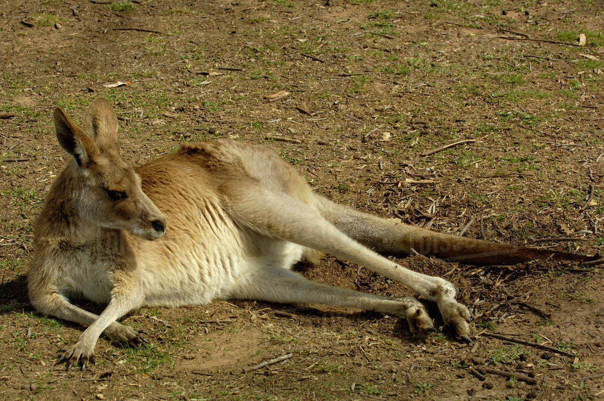 Eastern Grey Kangaroo (Macropus giganteus) CAPTIVE Queensland ...