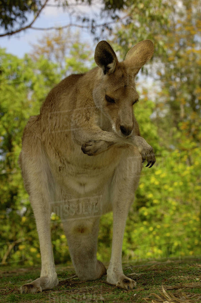 Eastern Grey Kangaroo (Macropus giganteus) CAPTIVE Queensland ...
