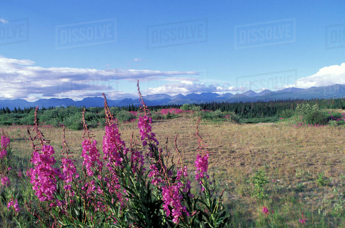 North America, Canada, Yukon. Fireweed blooms near Kluane National park ...