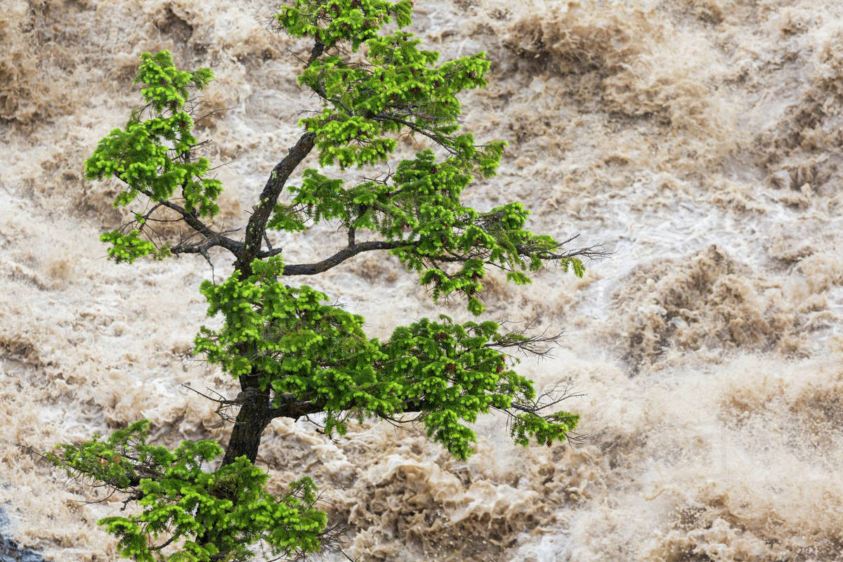 Tree and river in flood, Banff, Alberta, Canada - Royalty-free Stock ...