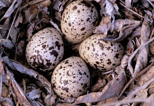 North America Canada British Columbia Thaku River Nightjar Nest