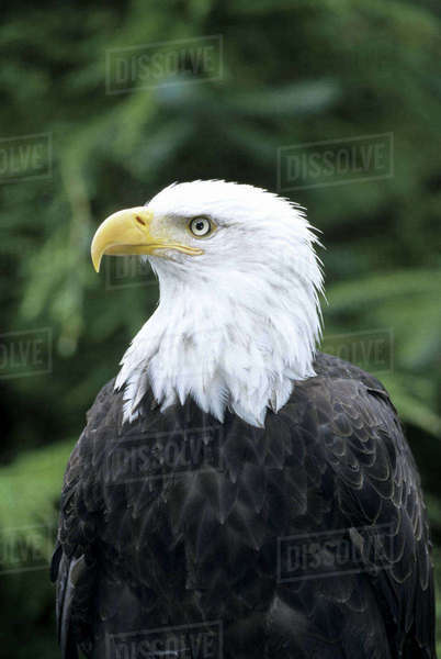 Bald eagle British Columbia, Canada - Stock Photo - Dissolve