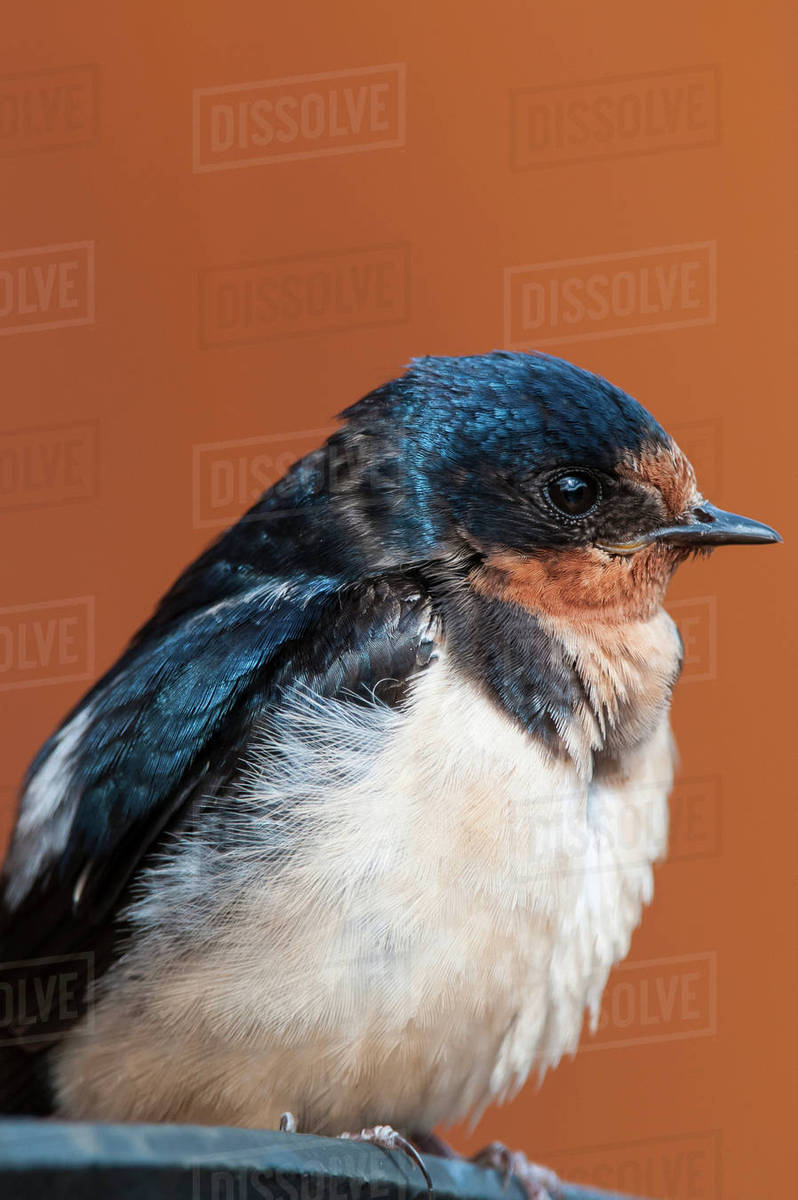 Barn swallow (Hirundo rustica), Great Bear Rainforest, British Columbia Canada. - Royalty-free ...