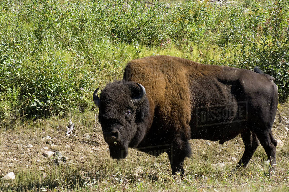 Male Wood Bison, Liard Highway Northwest Territories, Canada - Royalty ...
