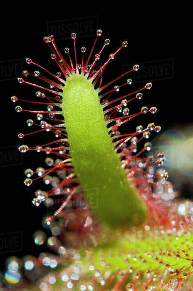 Close-up of sundew (Drosera). - Stock Photo - Dissolve