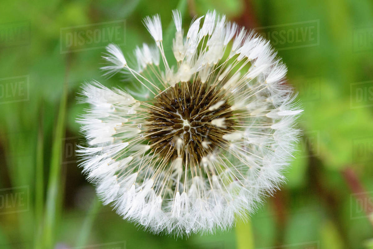 Close-up of dandelion. - Royalty-free Stock Photo | Dissolve