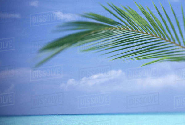 Palm frond over tropical water - Royalty-free Stock Photo | Dissolve