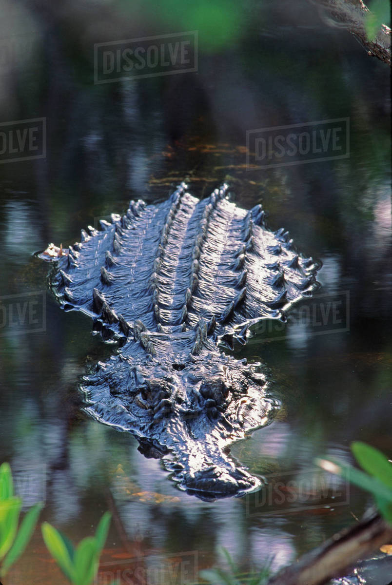 Alligator (Alligator mississippiensis) in shallow water - Stock Photo ...