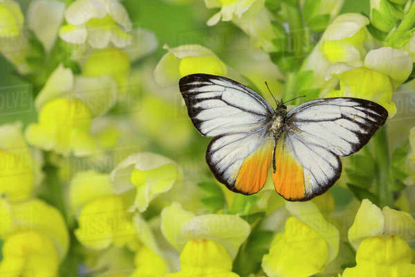 The Orange Gull butterfly, Cepora iudith malaya - Royalty-free Stock ...