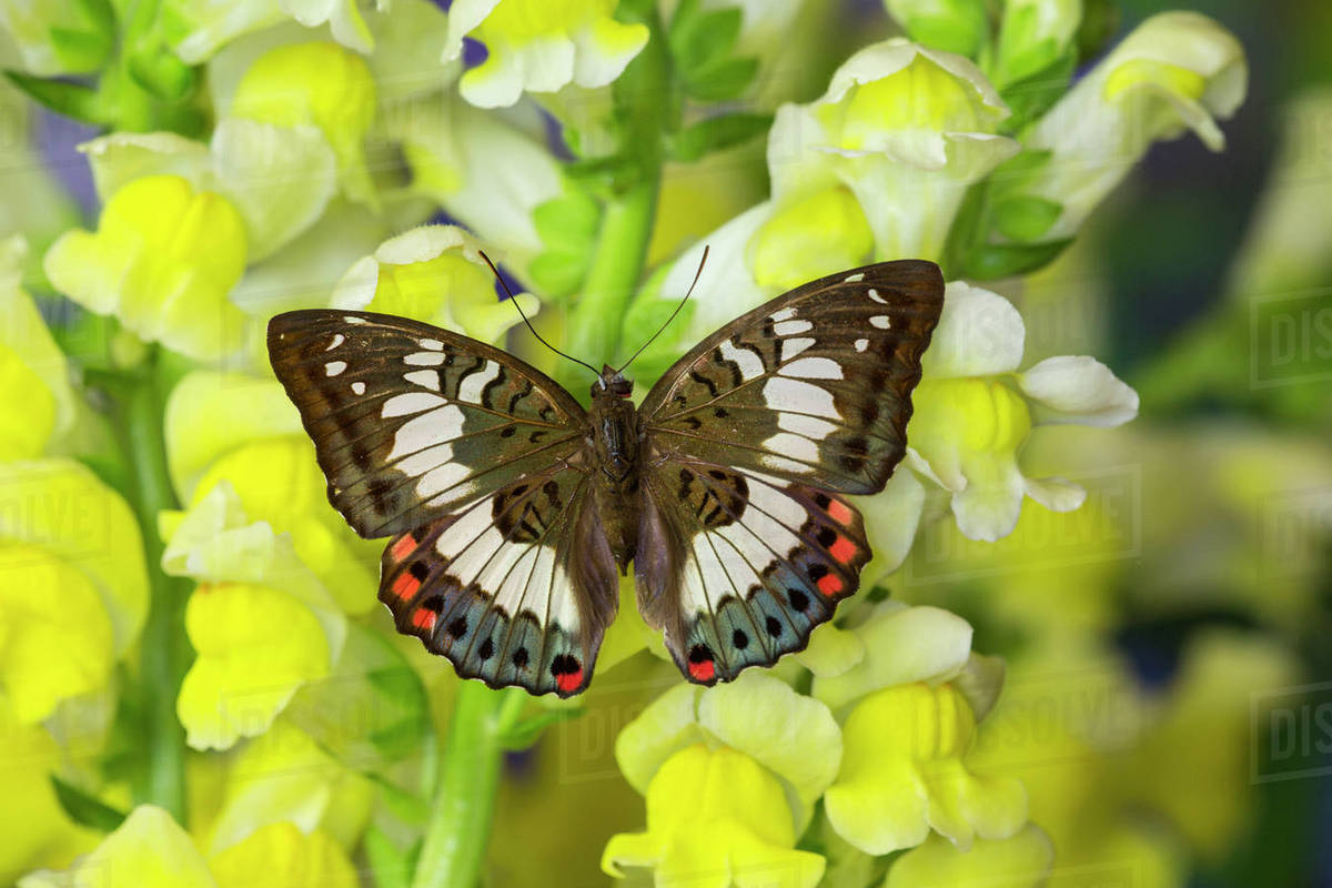 Butterfly female Euthalia adonia in the Nymphalidae family - Royalty ...