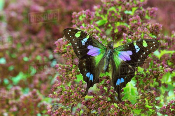 Purple spotted Swallowtail butterfly, Graphium weiski - Royalty-free ...