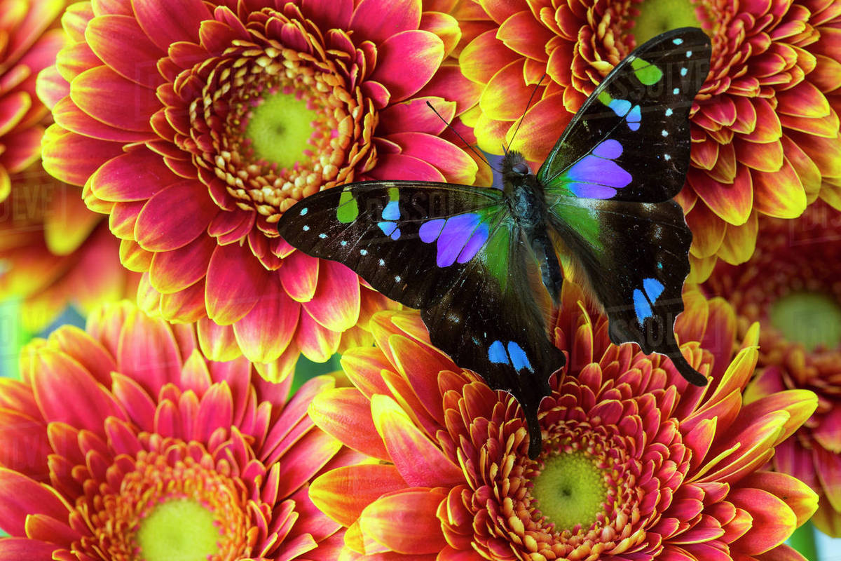 Purple spotted Swallowtail butterfly, Graphium weiski - Stock Photo ...