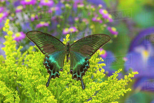 The Common Peacock Swallowtail Butterfly, Papilio bianor - Royalty-free ...