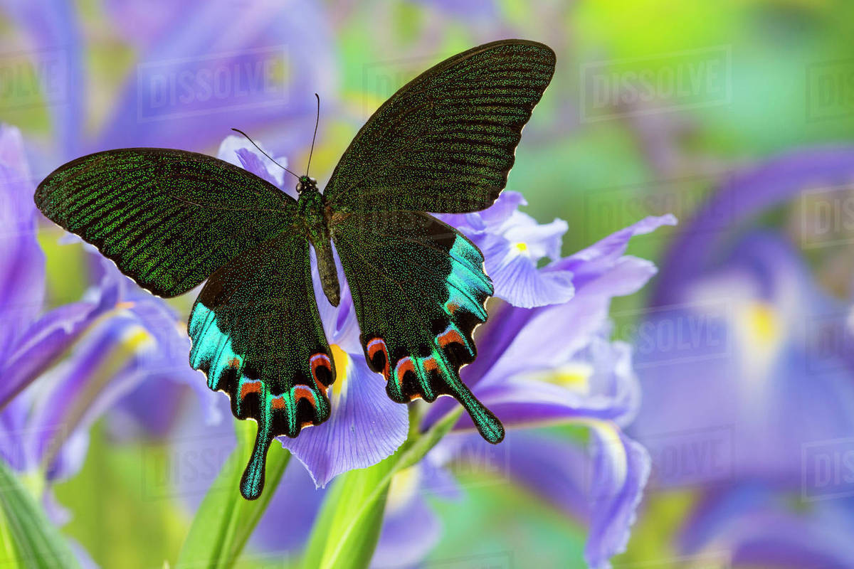 Luzon Peacock Swallowtail Butterfly from Philippines, Papilio hermeli ...