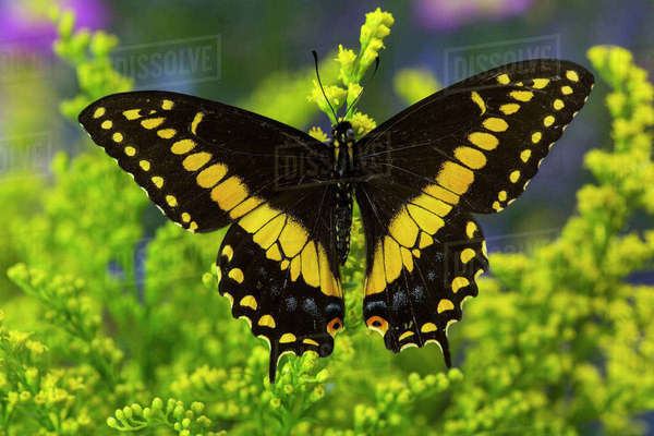 The Giant African Swallowtail Butterfly, Papilio antimachus - Stock ...