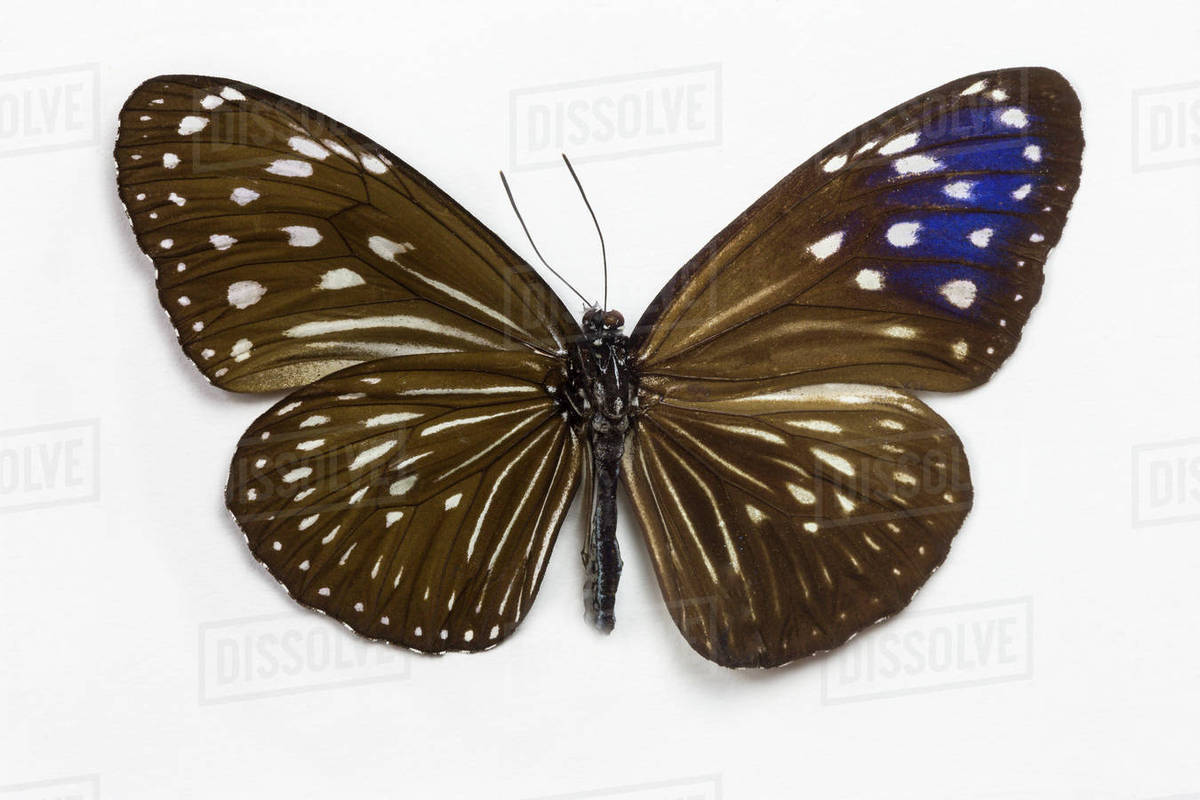 Striped Blue Crow Butterfly female, Euploea mulciber basilissa ...
