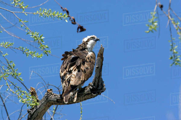 Osprey sits on perch at Santee Lakes in San Diego CA. - Royalty-free ...