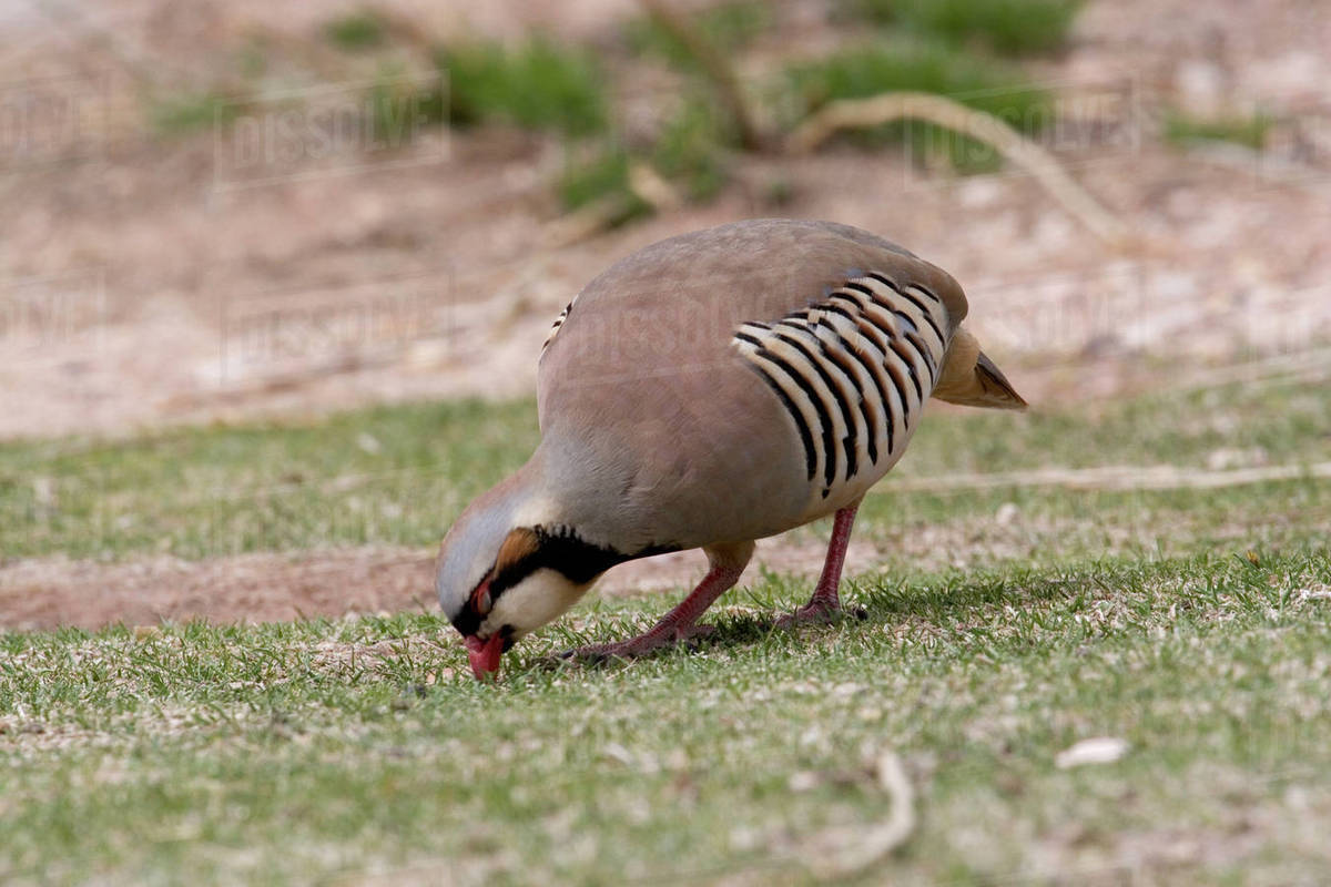 Chukar (partridge) at Kodachrome Basin State Park in Utah. - Royalty ...