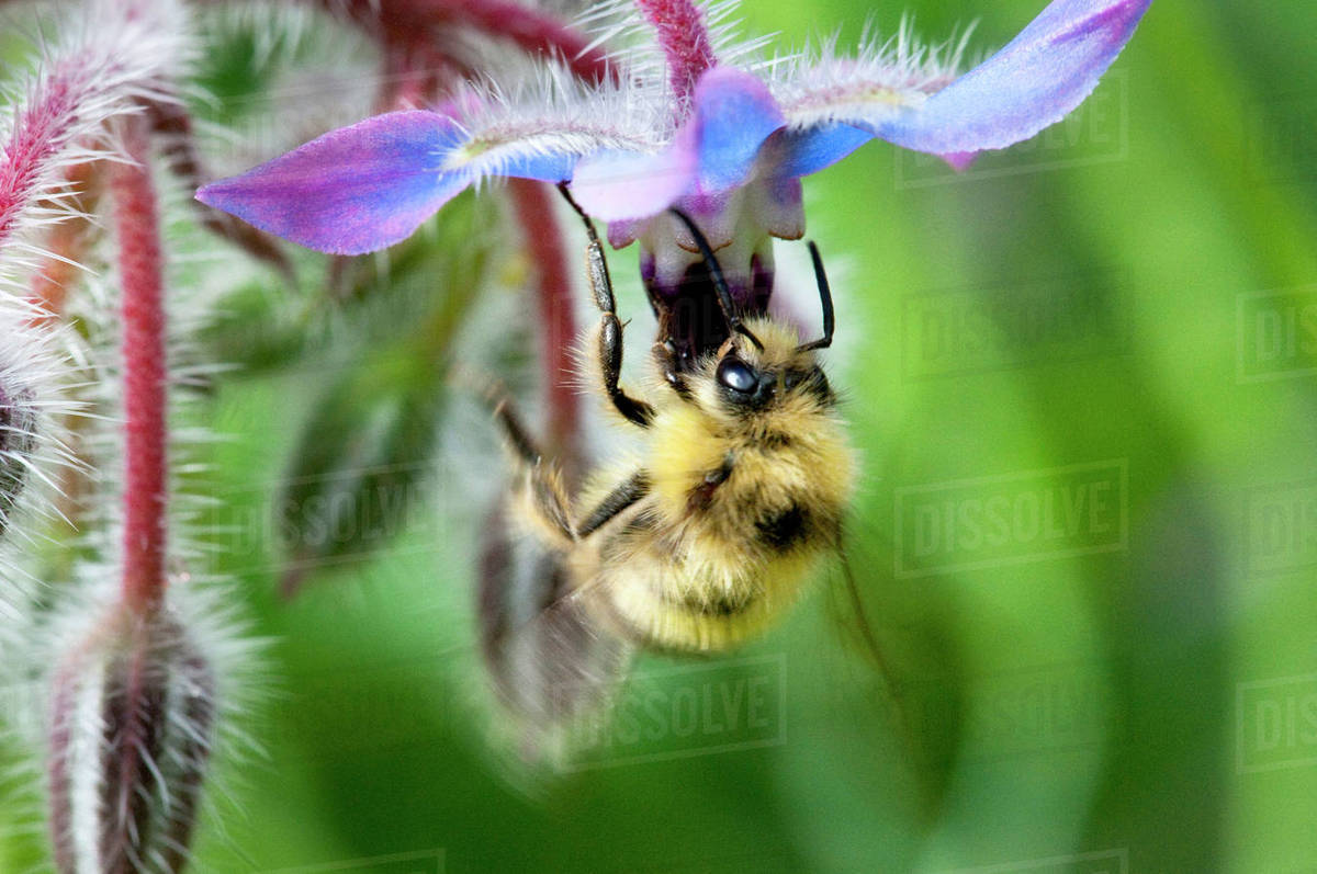 Close-up of upside down bee on flower. - Royalty-free Stock Photo ...
