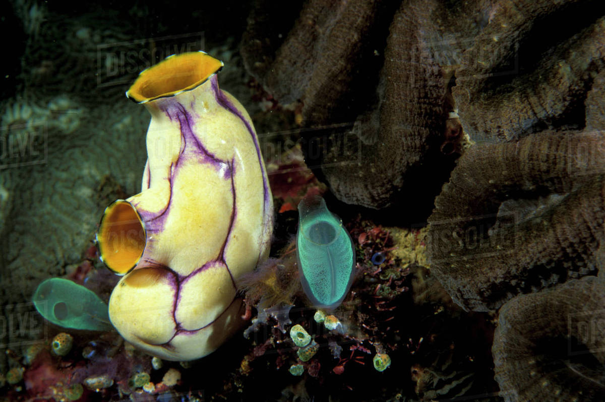 Sea squirts (Polycarpa aurata) - Royalty-free Stock Photo | Dissolve