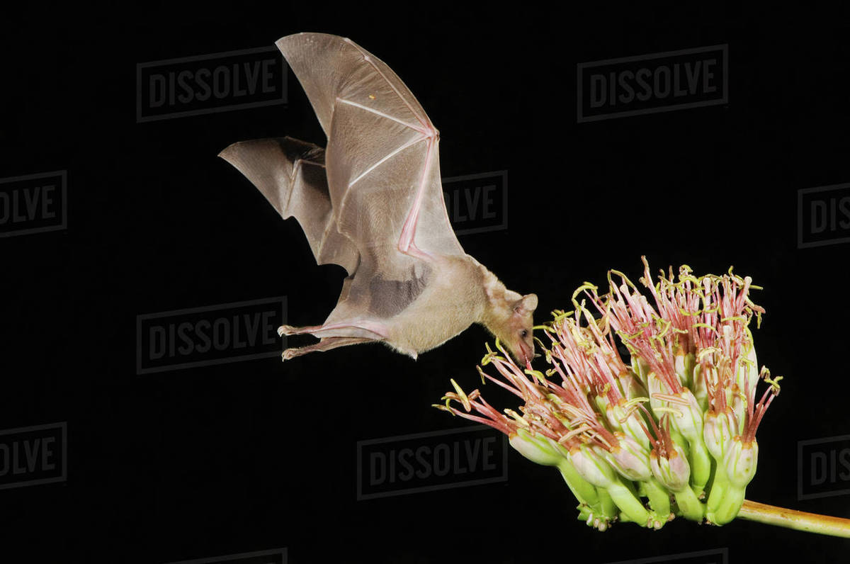 Lesser Long-nosed Bat, Leptonycteris curasoae, adult in flight at night ...