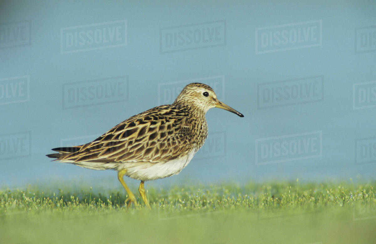 Pectoral Sandpiper, Calidris melanotos,adult, Welder Wildlife Refuge ...