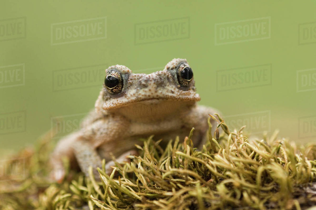 Red-spotted Toad, Bufo punctatus, young, Uvalde County, Hill Country ...