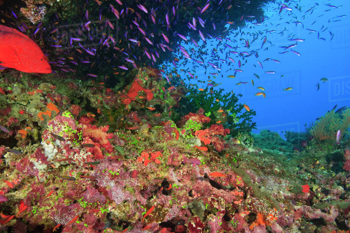 Saltwater Schooling Fish